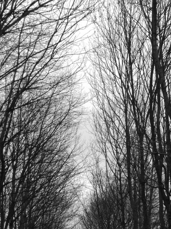 Winterallee? Oder doch eher gruselig? Foto & Bild | landschaft, alleen ...