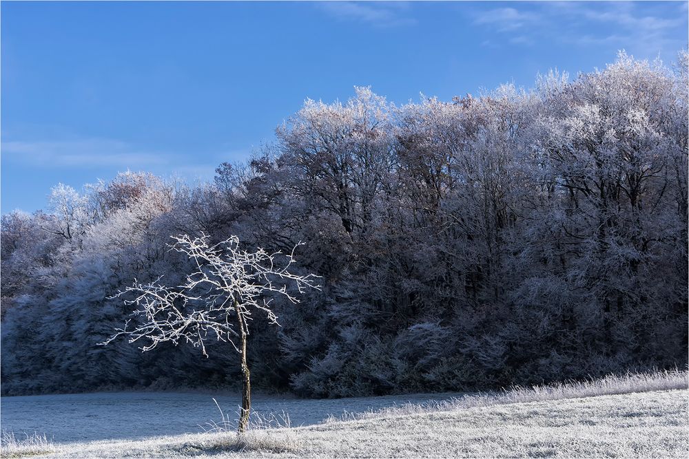 winterapfel Foto & Bild | wald, dezember, winter Bilder auf fotocommunity