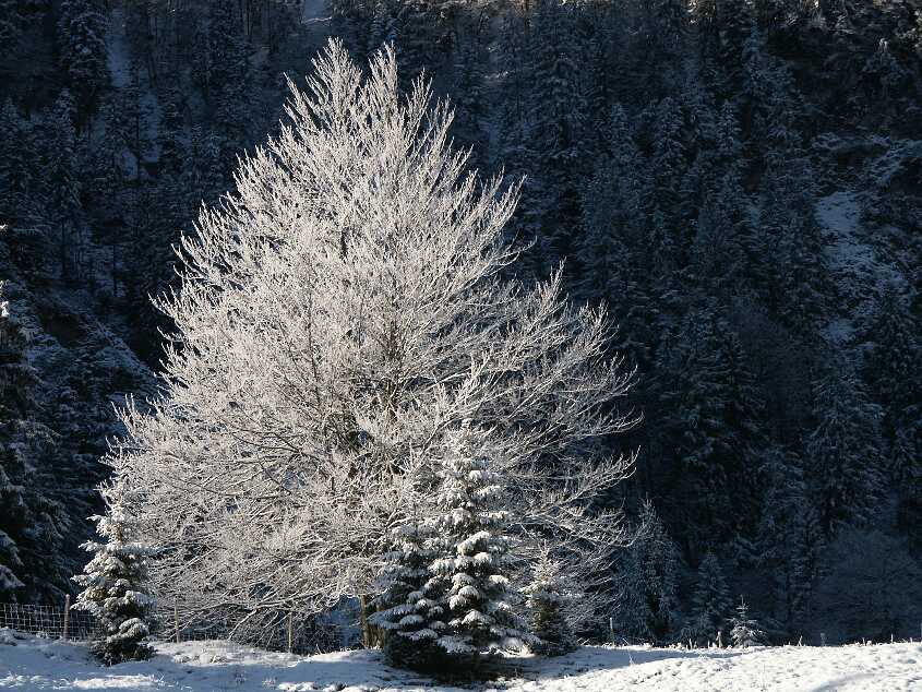 Winterbaum Foto & Bild | landschaft, natur Bilder auf fotocommunity