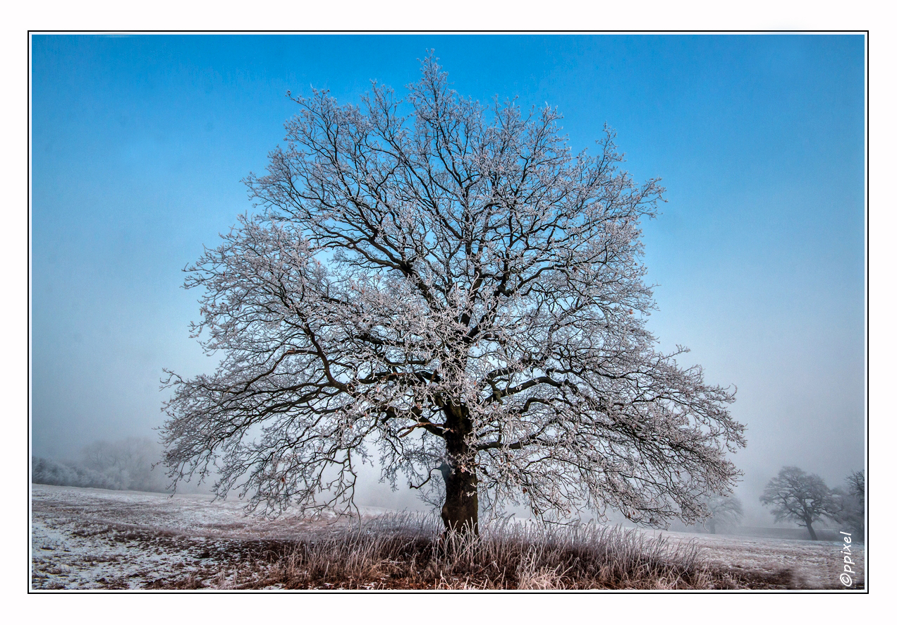 Winterbaum Foto & Bild | winter, baum, natur Bilder auf fotocommunity