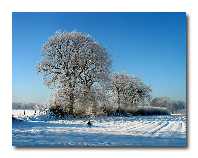 Winterbaum 4 Foto & Bild | deutschland, europe, hamburg Bilder auf ...
