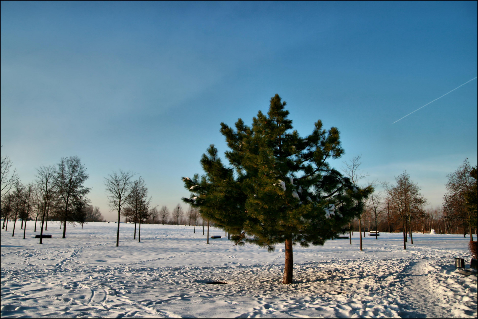 Winterbaum Foto & Bild | jahreszeiten, winter, ~nature~ Bilder auf ...