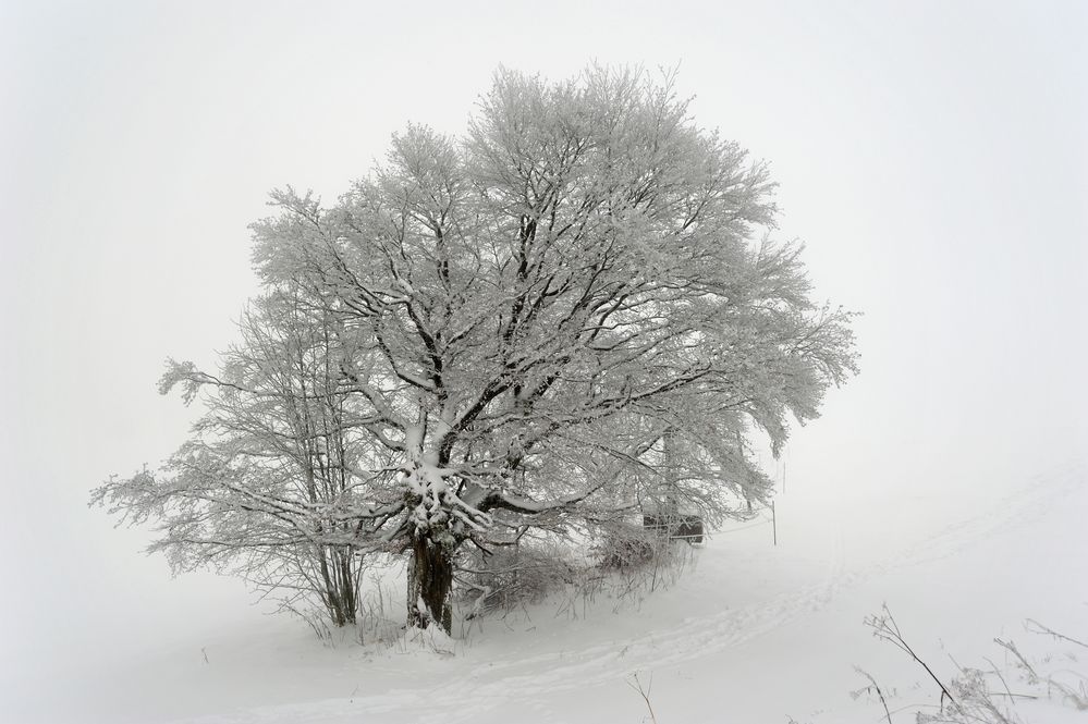 Winterbaum Foto & Bild | deutschland, europe, baden- württemberg Bilder ...