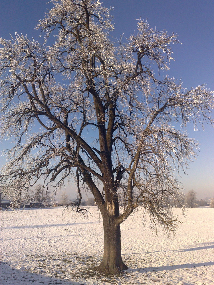 Winterbaum Foto & Bild | jahreszeiten, winter, natur Bilder auf ...