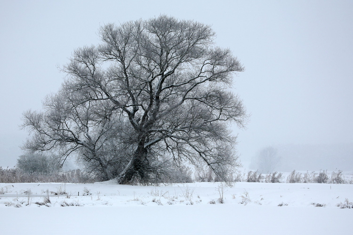 ***Winterbaum*** Foto & Bild | deutschland, europe, bayern Bilder auf ...