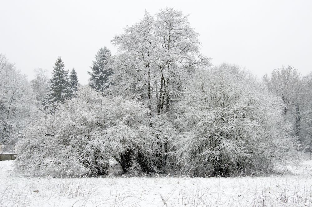 Winterbaum Foto & Bild | archiv projekte naturchannel ...