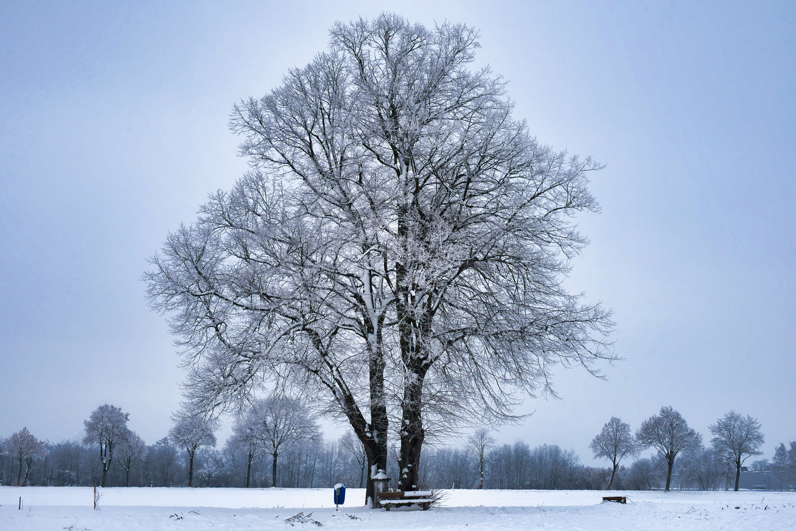 Winterbaum Foto & Bild | jahreszeiten, winter, natur Bilder auf ...