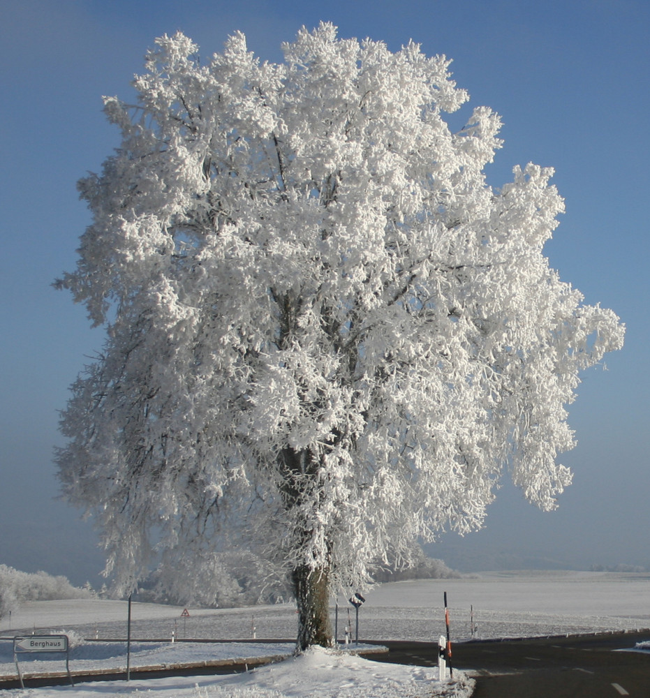 Winterbaum Foto & Bild | landschaft, natur Bilder auf fotocommunity