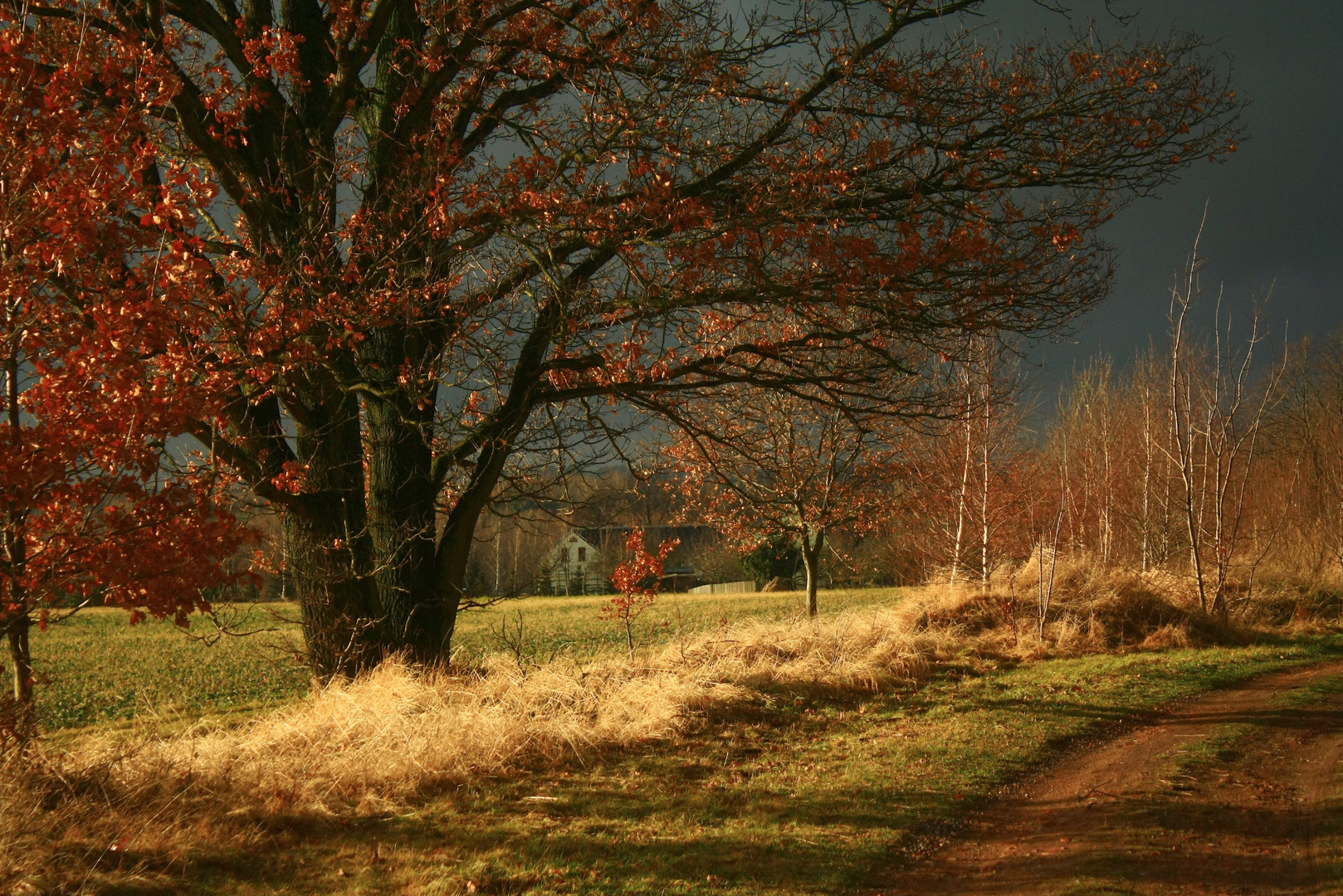 Winterbild ohne Schnee Foto & Bild | jahreszeiten, winter, natur Bilder ...