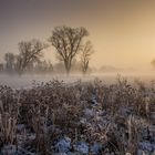 Winterdisteln Foto & Bild | deutschland, europe, rheinland-pfalz Bilder ...