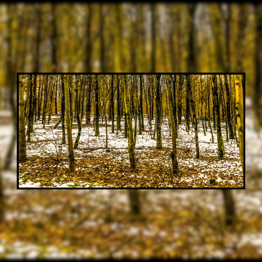 Winterende Foto & Bild | wald, landschaften, bäume Bilder auf fotocommunity