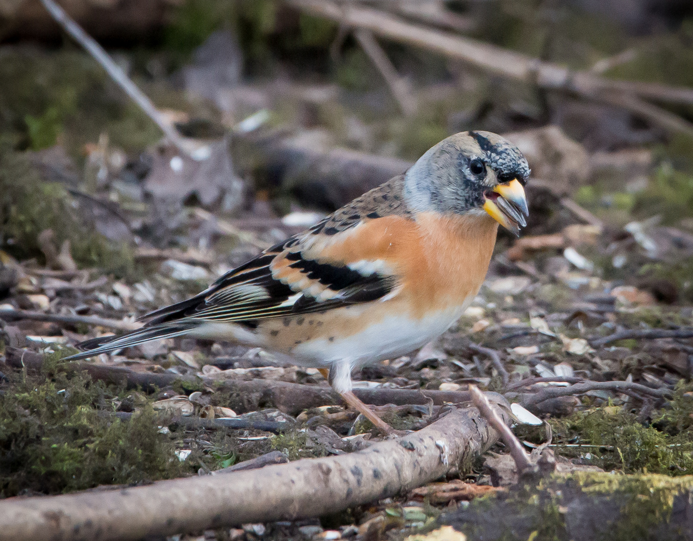 Wintergast in Bayern, der Bergfink Foto & Bild | tiere, wildlife, wild ...