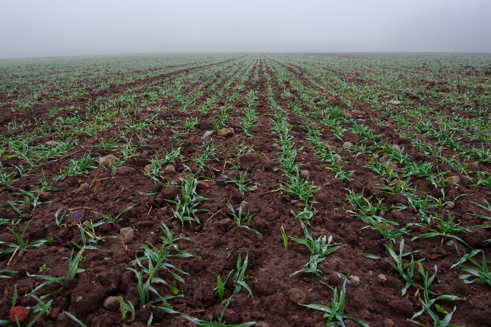 Wintergerste Foto & Bild | natur, getreide, pflanzen Bilder auf ...