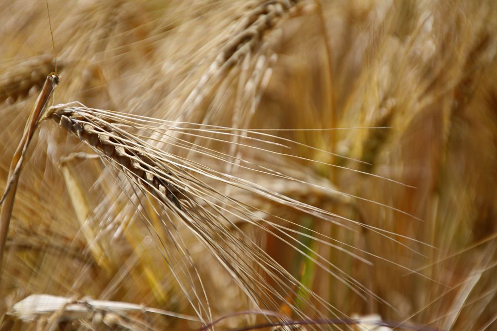 Wintergerste Foto & Bild | pflanzen, pilze & flechten, getreide und ...