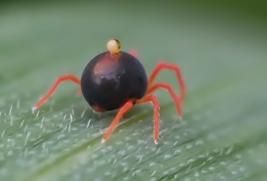 Wintergetreidemilbe (Penthaleus major Dugés) Foto & Bild | wildlife ...