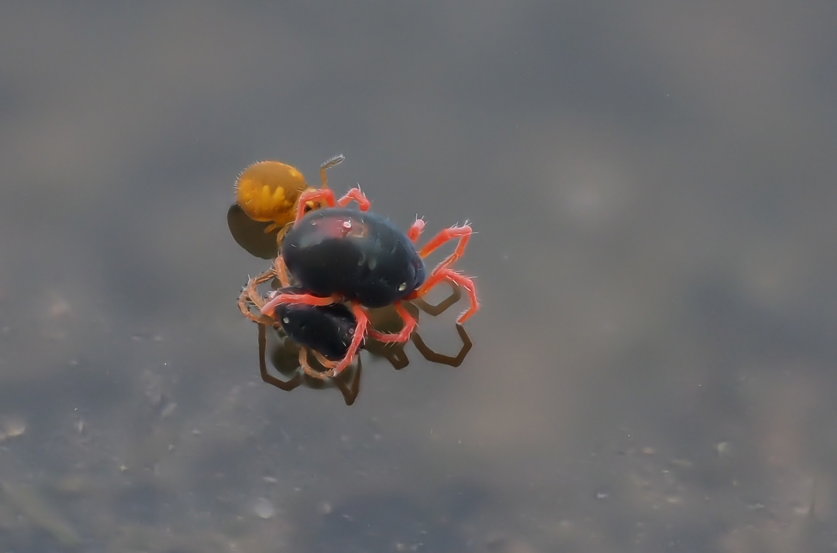 Wintergetreidemilben (Penthaleus major Dugés) Foto & Bild | insekten ...