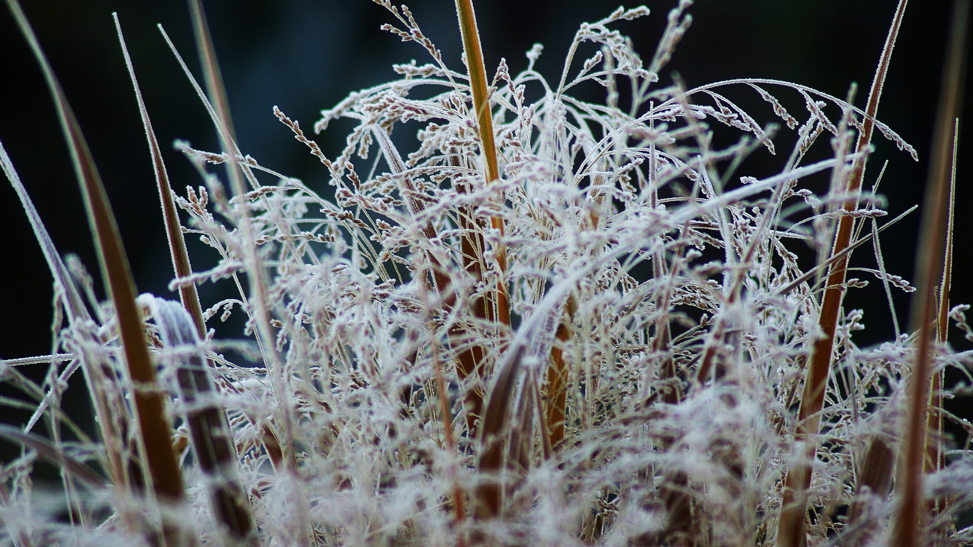 Wintergras Foto & Bild | jahreszeiten, winter, fotokunst Bilder auf ...