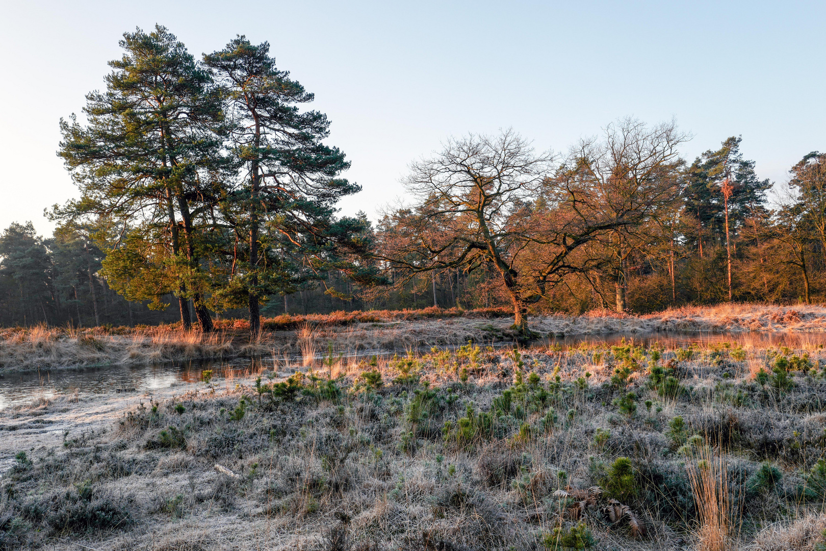 Winterheide Foto & Bild | winter, natur, landschaft Bilder auf ...