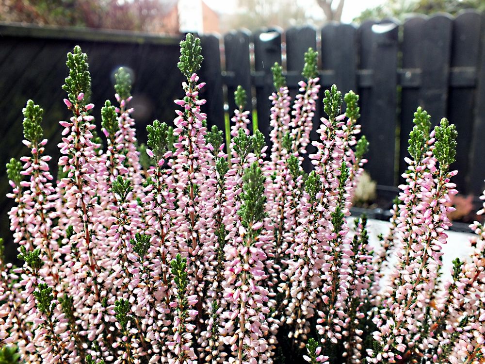 Winterheide Foto & Bild | landschaft, heide, flora Bilder auf fotocommunity