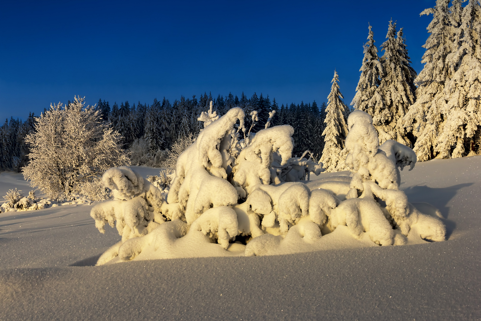 Winterimpressionen - Bayerischer Wald Foto & Bild | jahreszeiten ...