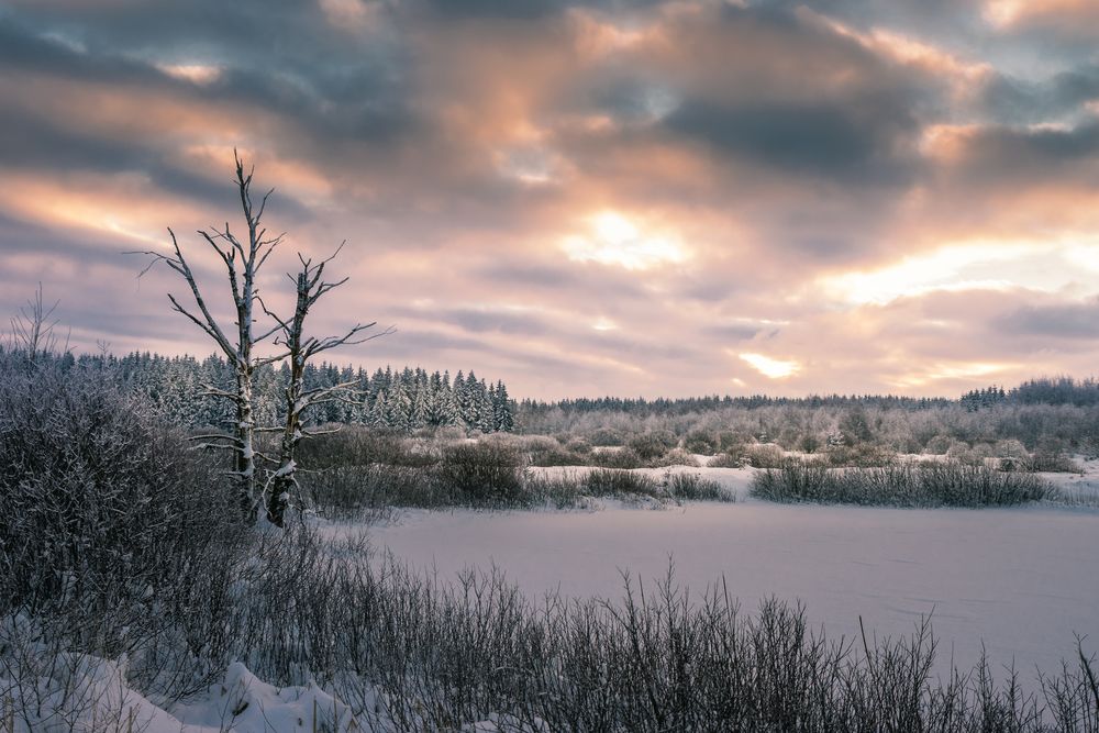 Winterlicht Foto & Bild | landschaft, moor, gemischt Bilder auf fotocommunity