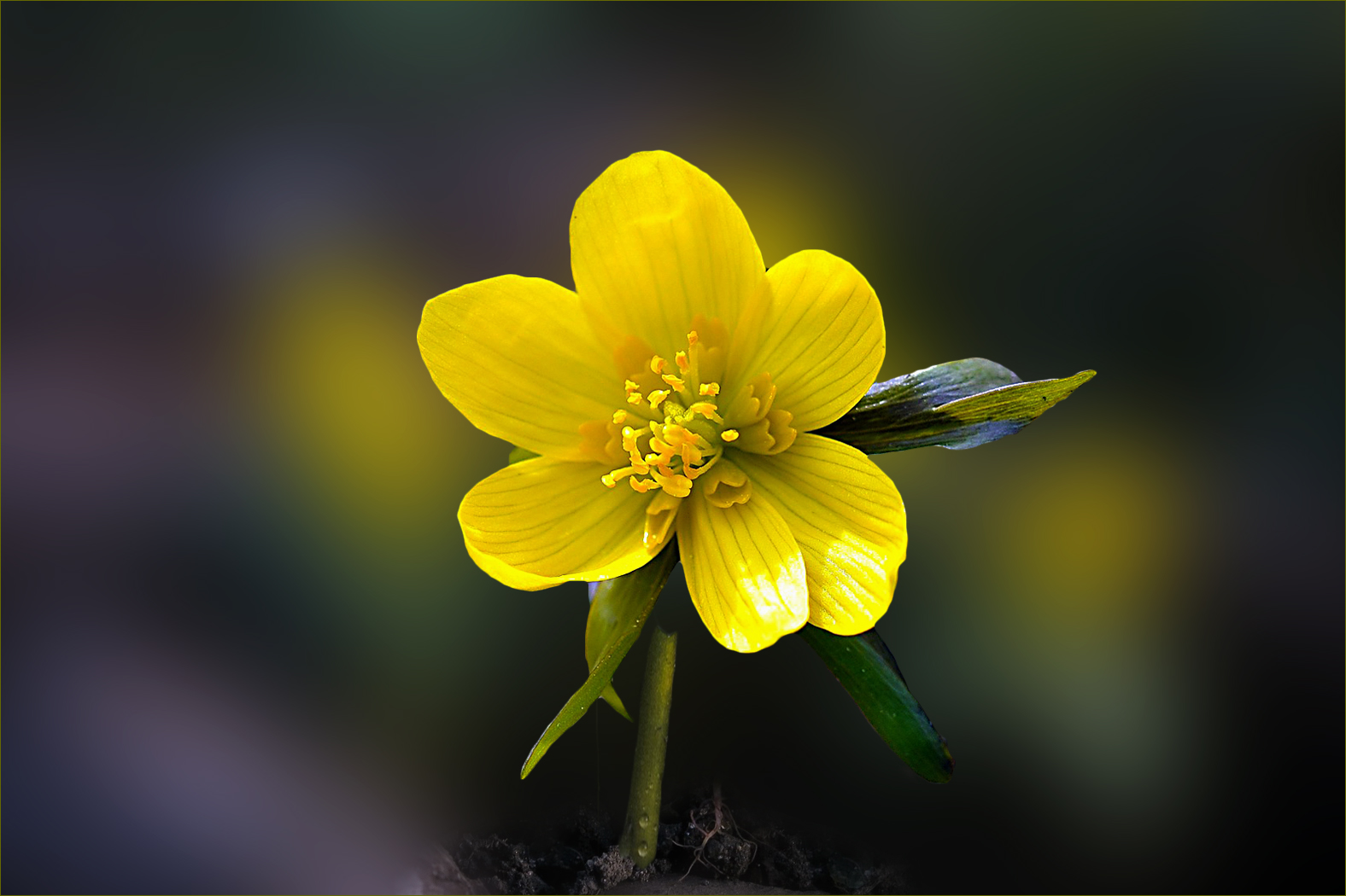 Winterling Foto & Bild | jahreszeiten, winter, blumen Bilder auf ...