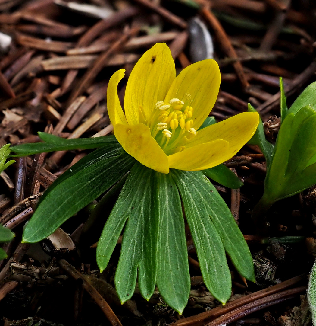 Winterling Foto & Bild | fotos, natur, frühblüher Bilder auf fotocommunity