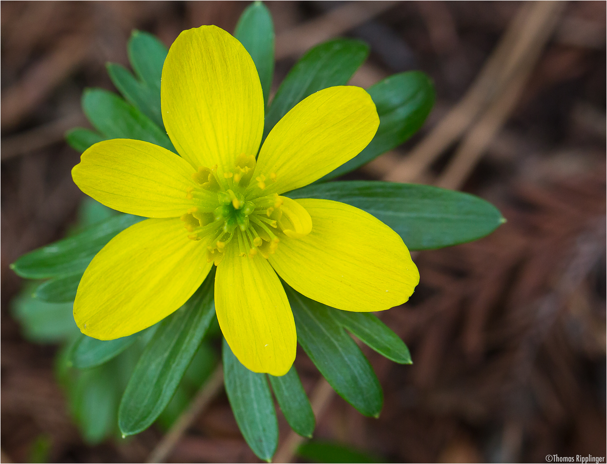 Winterling (Eranthis hyemalis; Syn.: Eranthis hiemalis L.) Foto & Bild ...
