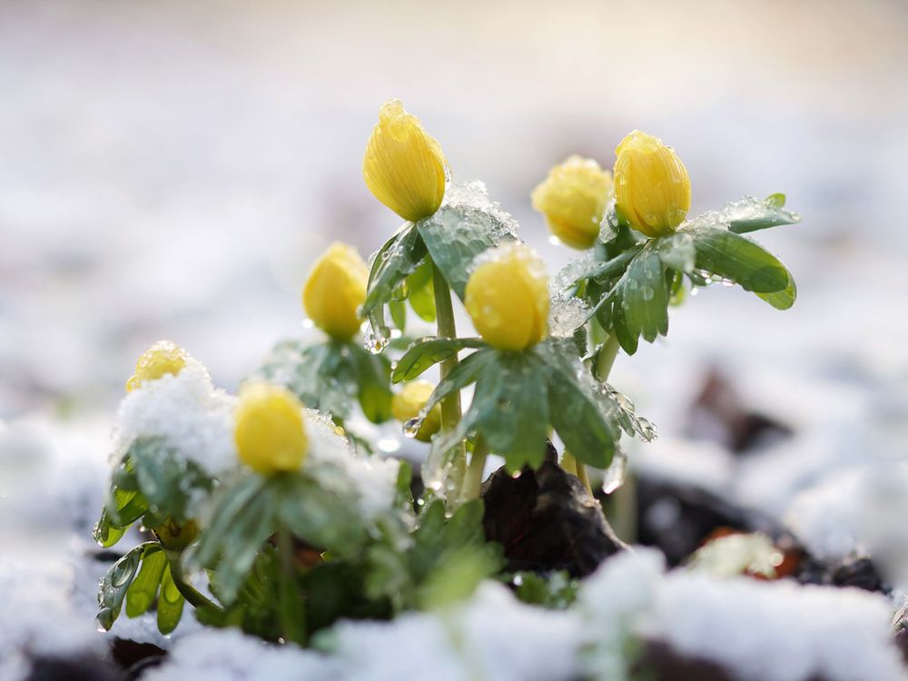 Winterlinge Foto & Bild | jahreszeiten, winter, blütenpflanzen Bilder ...