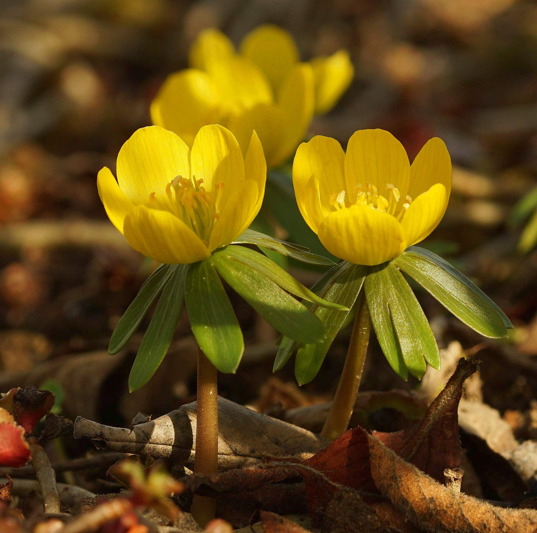 ...Winterlinge... Foto & Bild | pflanzen, pilze & flechten, pflanzen im ...
