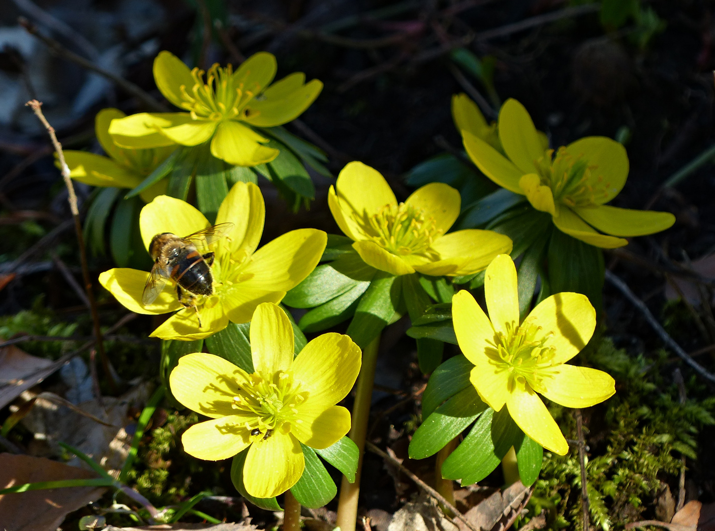 Winterlinge Foto & Bild | pflanzen, pilze & flechten, blüten ...