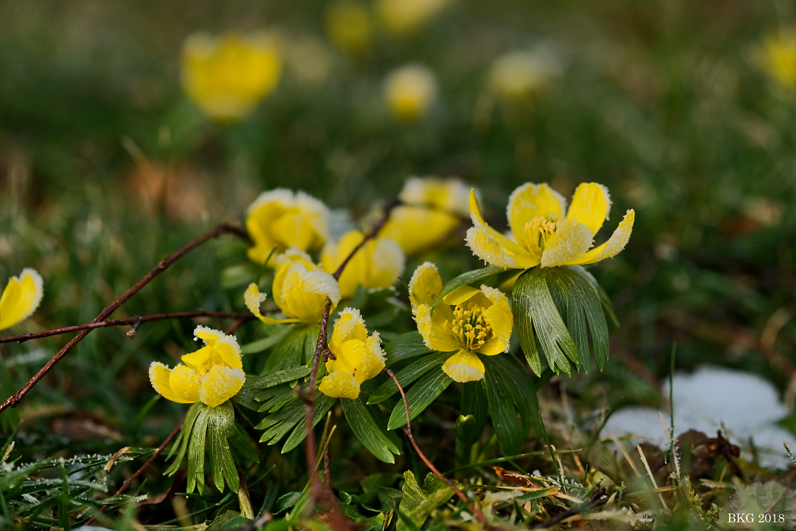 Winterlinge Foto & Bild | pflanzen, pilze & flechten, blüten ...