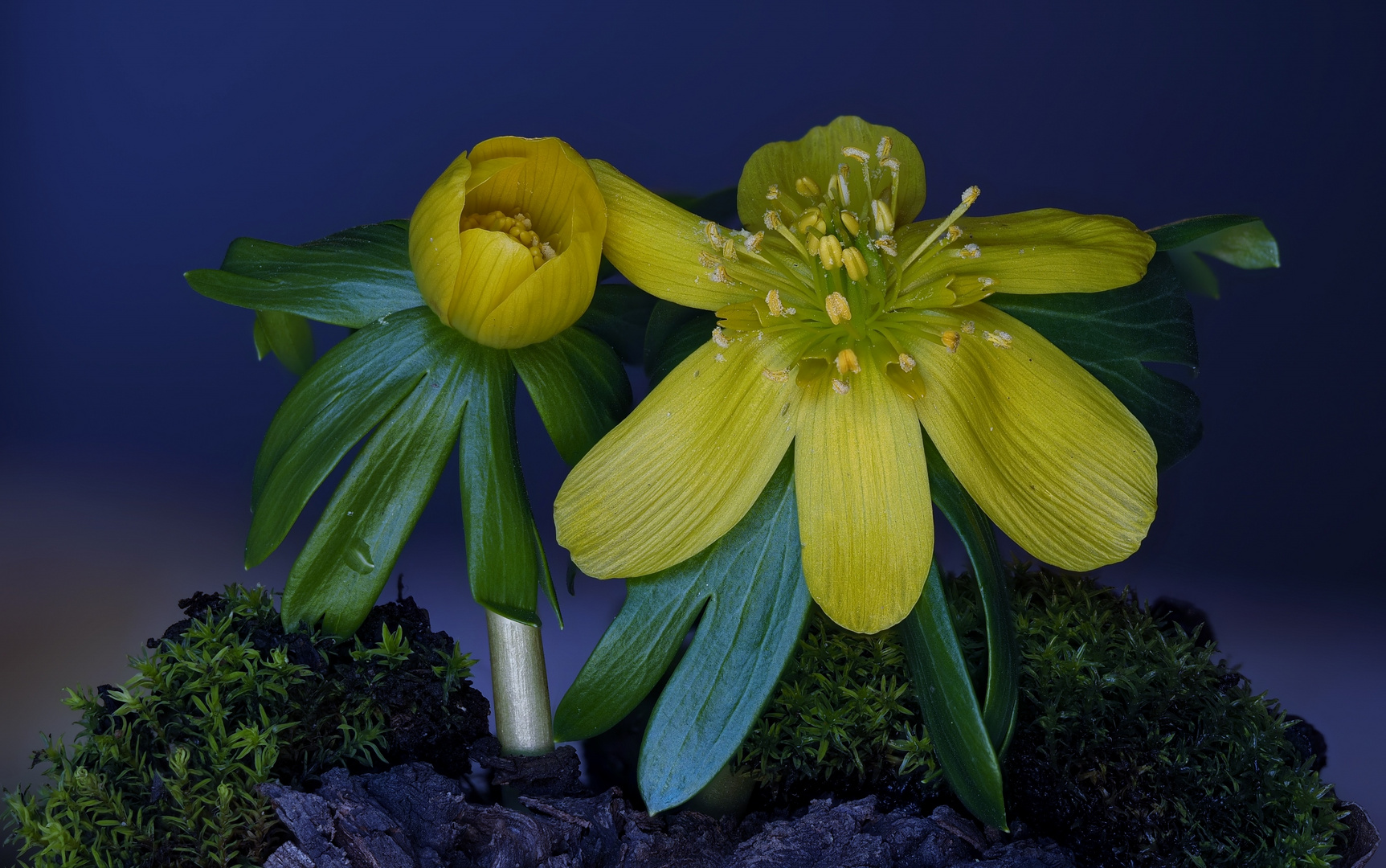 Winterlinge Foto & Bild | pflanzen, pilze & flechten, pflanzen im ...