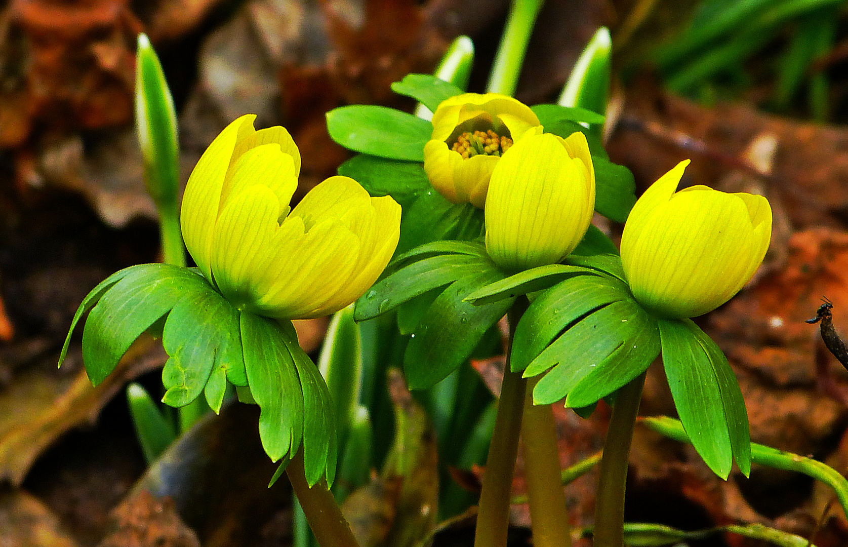 Winterlinge 7 Foto & Bild | pflanzen, pilze & flechten, blumen, natur ...