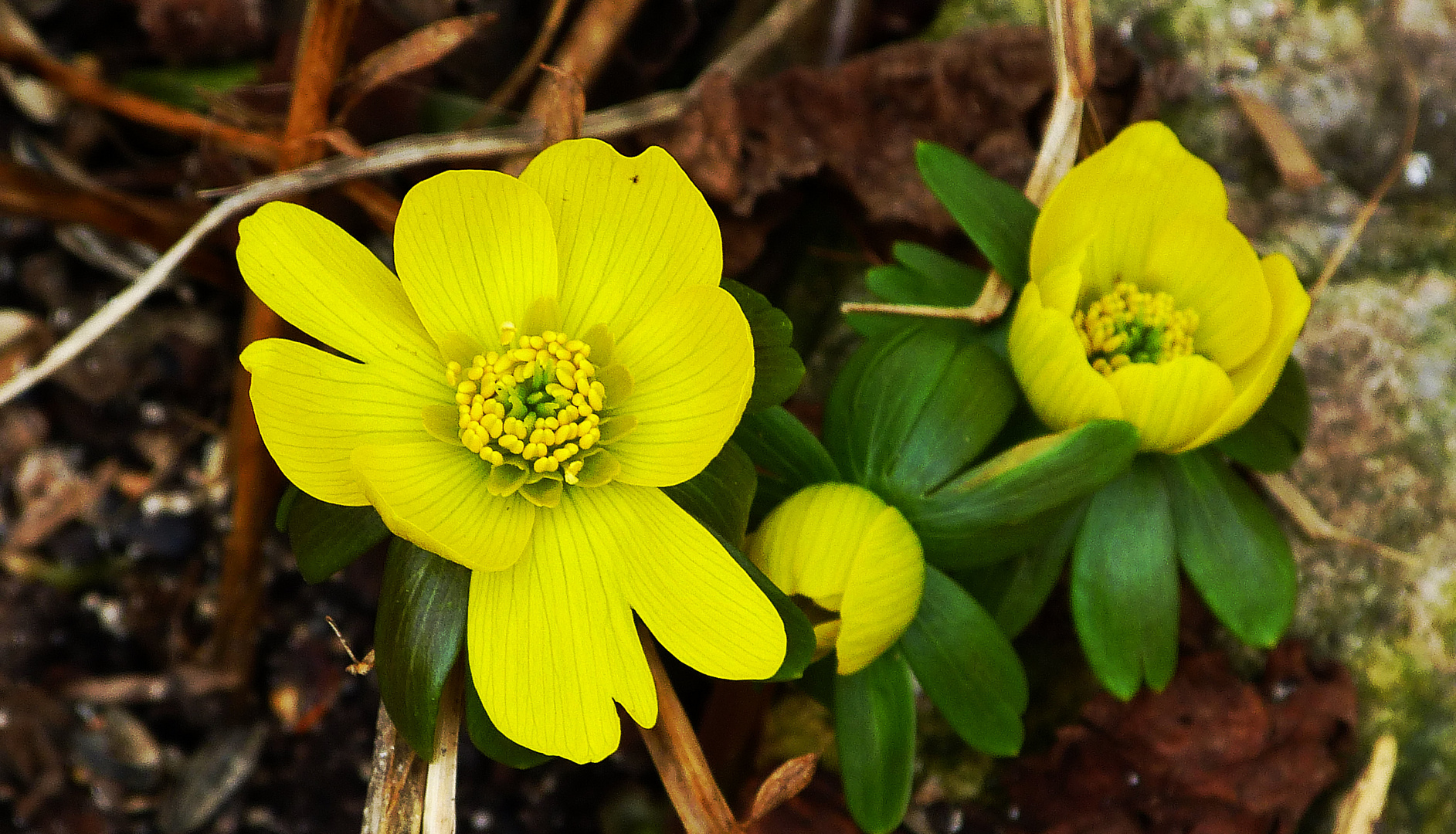 Winterlinge 8 Foto & Bild | pflanzen, pilze & flechten, blumen, natur ...