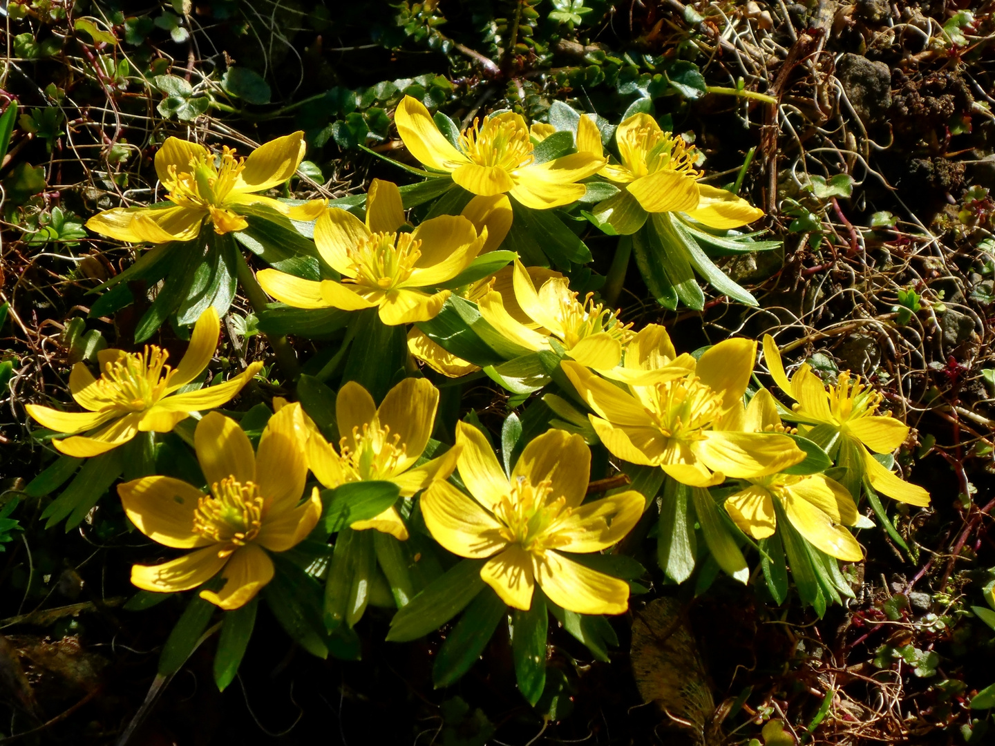 Winterlinge Foto & Bild | natur, pflanzen, blüten Bilder auf fotocommunity