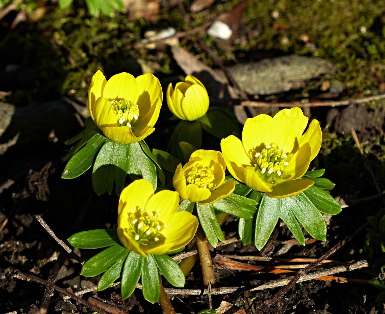 Winterlinge Foto & Bild | pflanzen, pilze & flechten, blüten ...