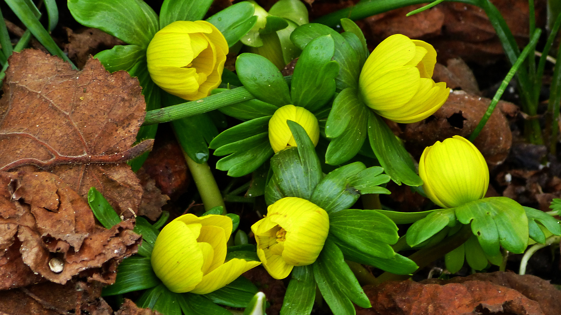 Winterlinge Foto & Bild | pflanzen, pilze & flechten, blüten ...