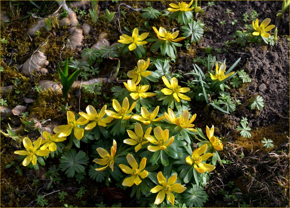 Winterlinge Foto & Bild | spezial, pflanzen, projekt Bilder auf ...