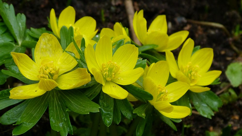 Winterlinge Foto & Bild | projekte, 3 - mittwochsblümchen, thementage ...