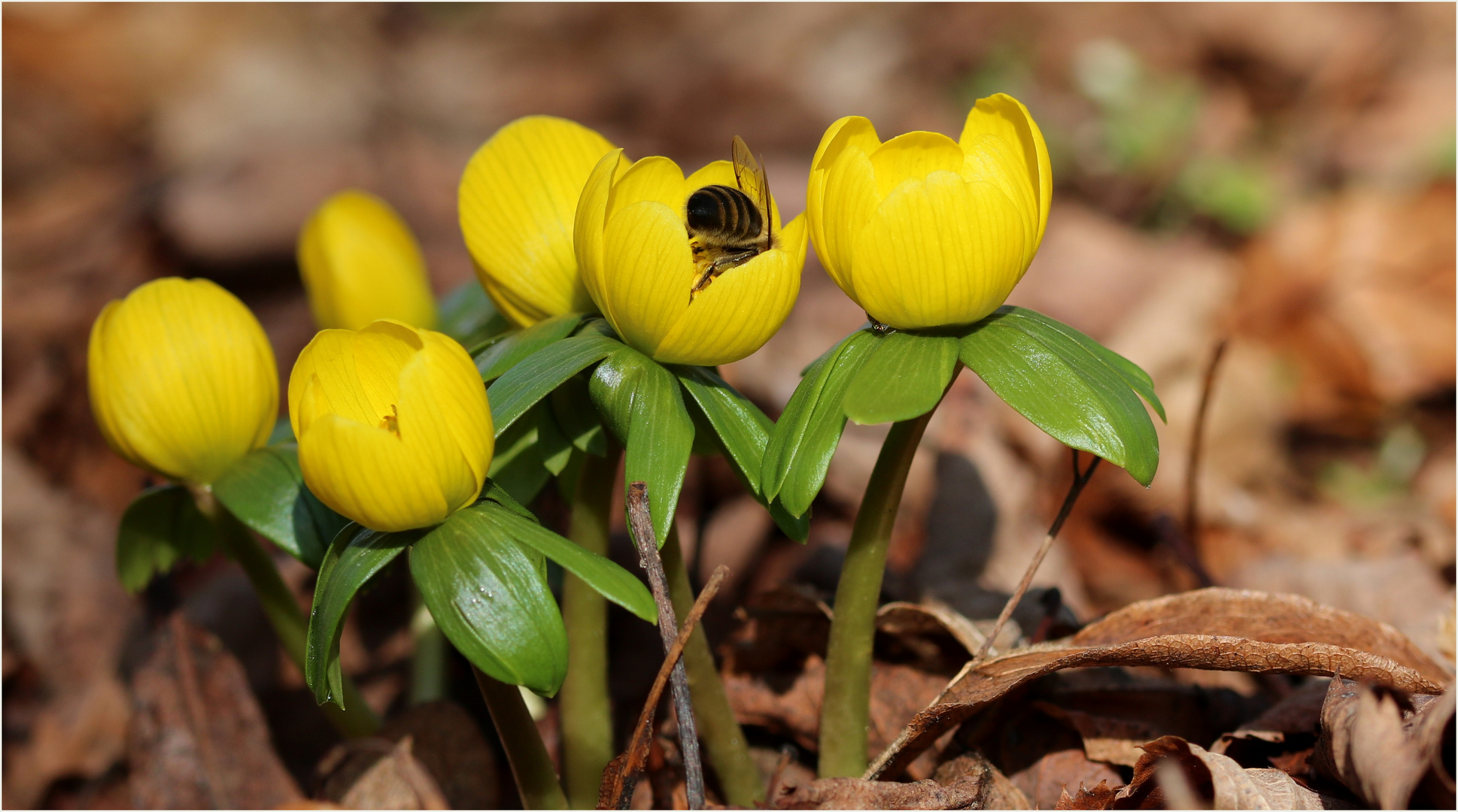 Winterlinge (Eranthis hyemalis). Foto & Bild | park, makro, gelb Bilder ...
