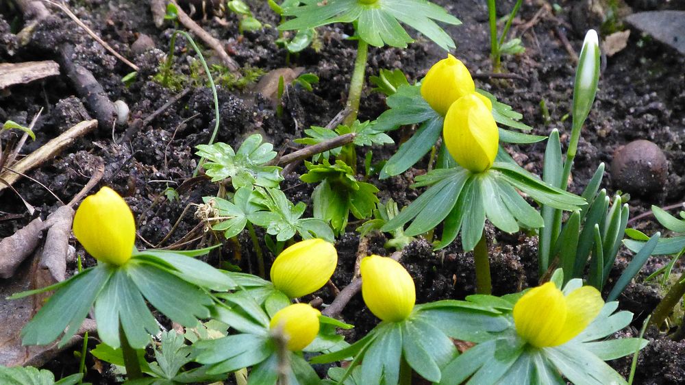 Winterlinge Foto & Bild | projekte, 3 - mittwochsblümchen, thementage ...