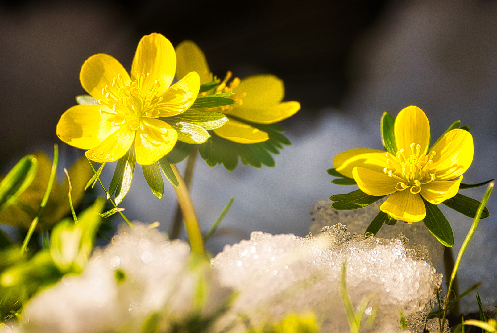 Winterlinge im Schnee Foto & Bild | pflanzen, pilze & flechten ...