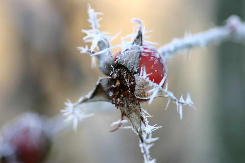 Wintermorgen - Bild & Foto von Evelyne B aus Winterliche Lichtmomente ...