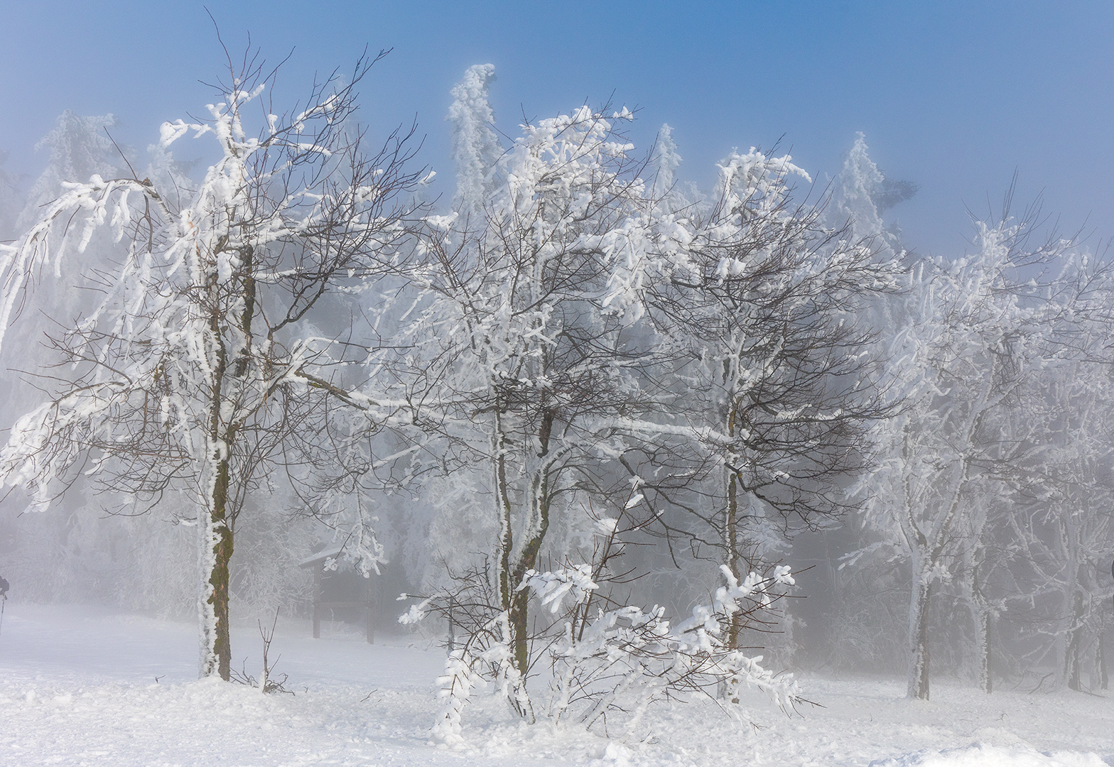 Winternebel in der Rhön Foto & Bild | landschaft, jahreszeiten, winter ...