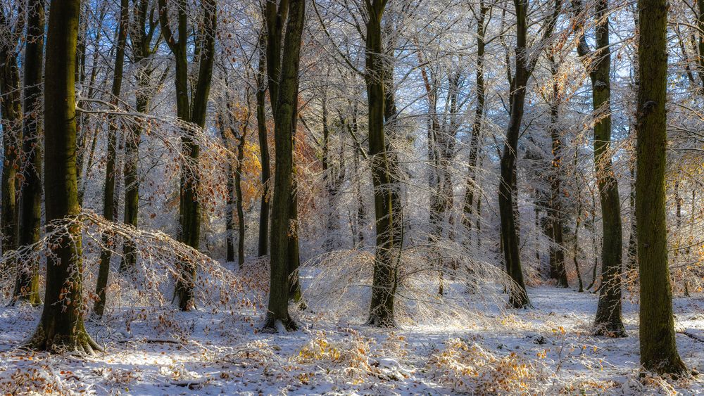 Winterpoesie Foto & Bild | landschaft, jahreszeiten, winter Bilder auf fotocommunity