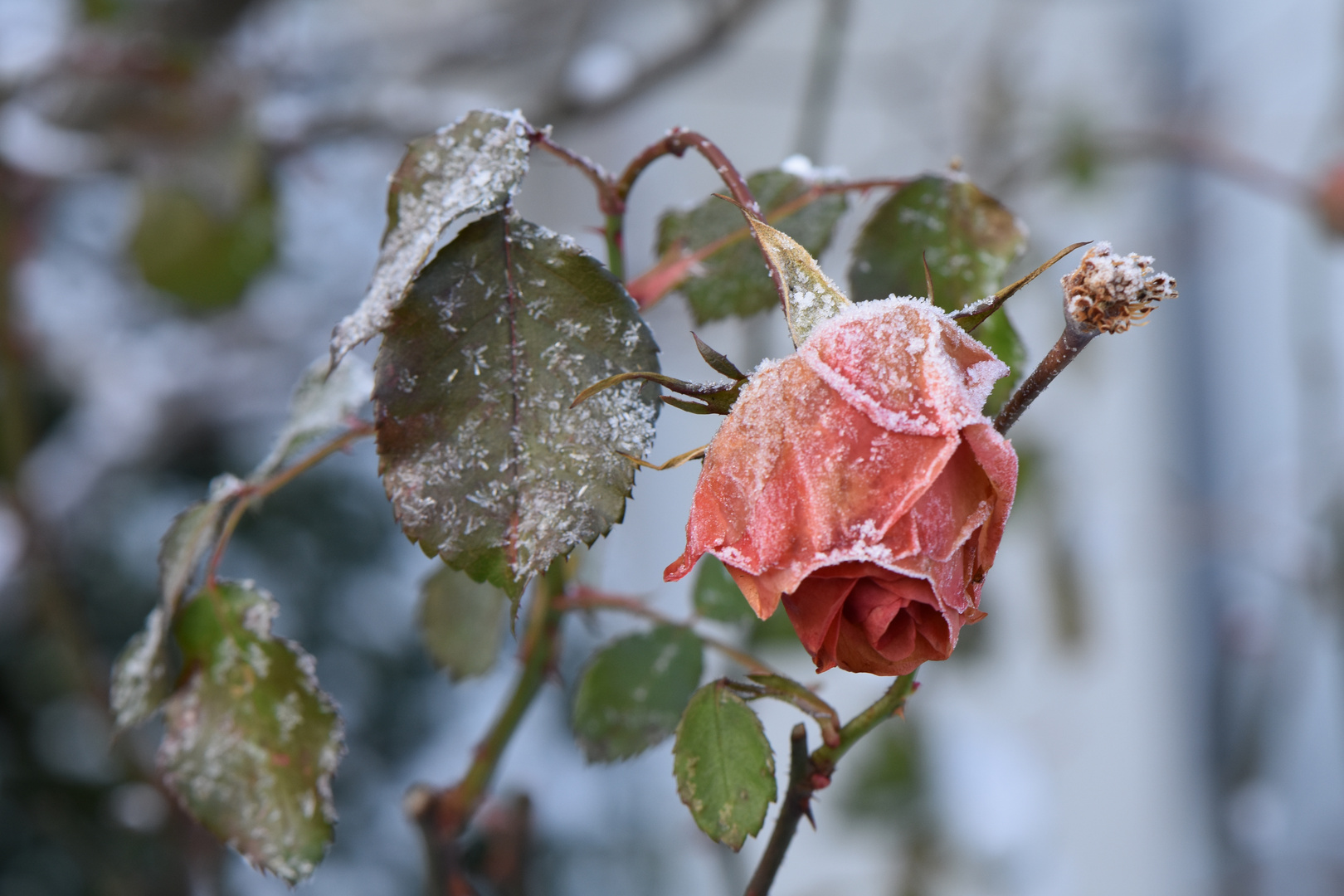 Winterrose Foto & Bild | pflanzen, pilze & flechten, pflanzen im winter, winter Bilder auf ...