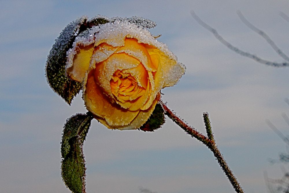 Winterrose Foto & Bild | jahreszeiten, winter, natur Bilder auf ...