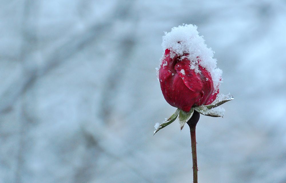 Winterrose No. 2 Foto & Bild | winter, schnee, natur Bilder auf ...