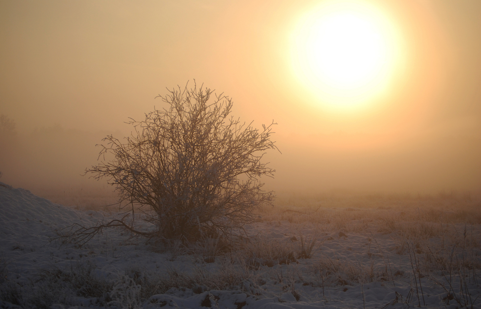 Wintersonne Foto & Bild | jahreszeiten, winter, nebelstimmungen Bilder auf fotocommunity